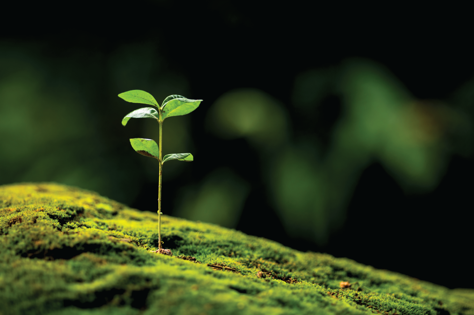 Understanding Trend Lifecycles